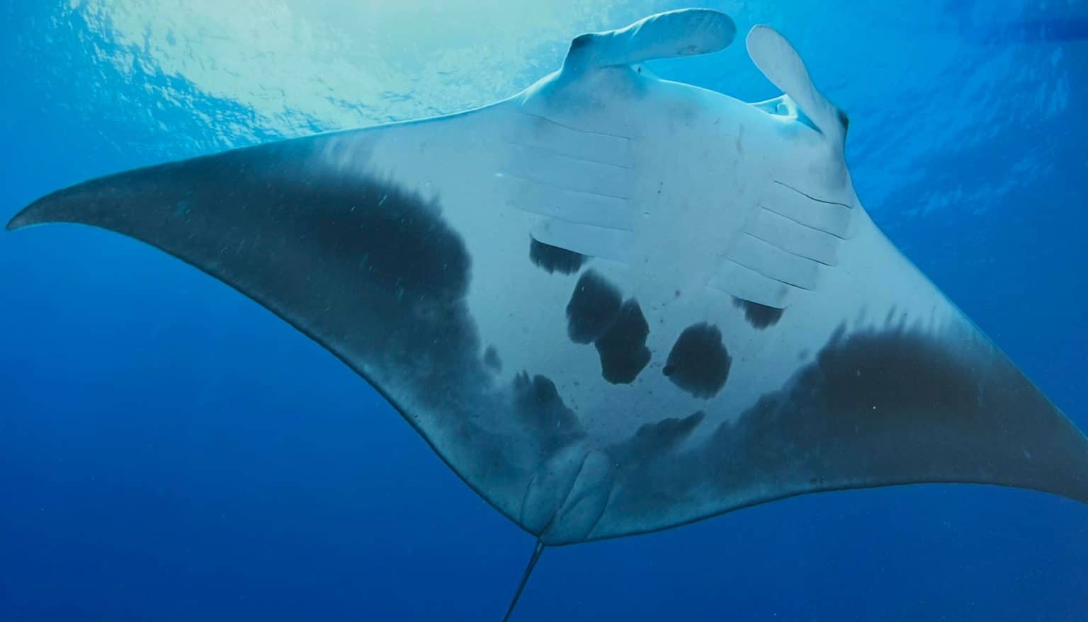 10 Year Old Maite Rodriguez - Her Big Heart, Big Dreams and Big Impact ...